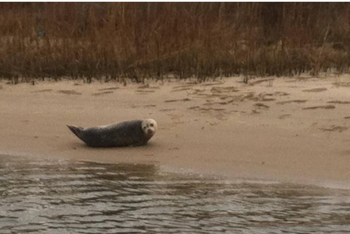 What Happens when a Seal, a Turtle or a Whale is Stranded on the Beach ...