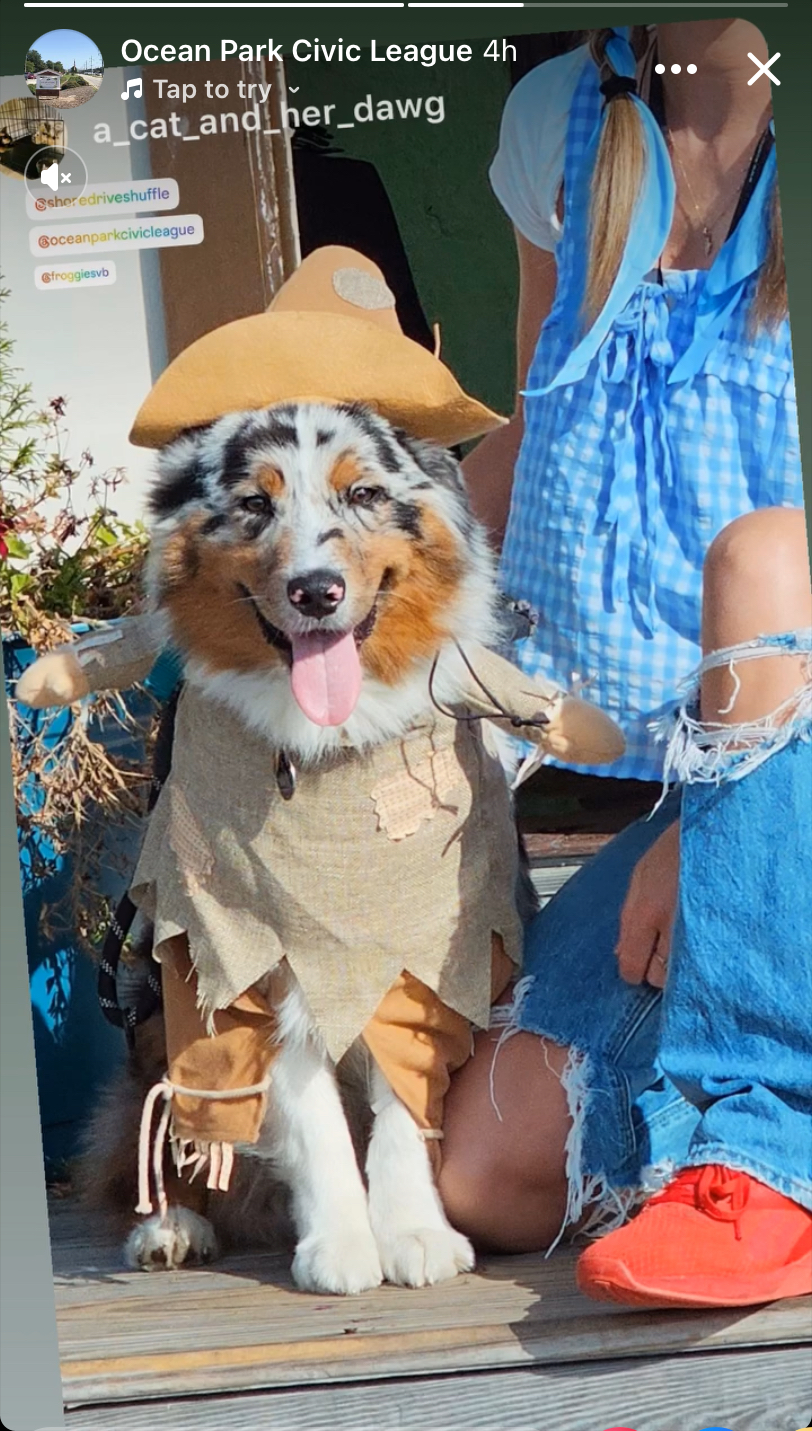 Pet Costume Parade! – Ocean Park Civic League